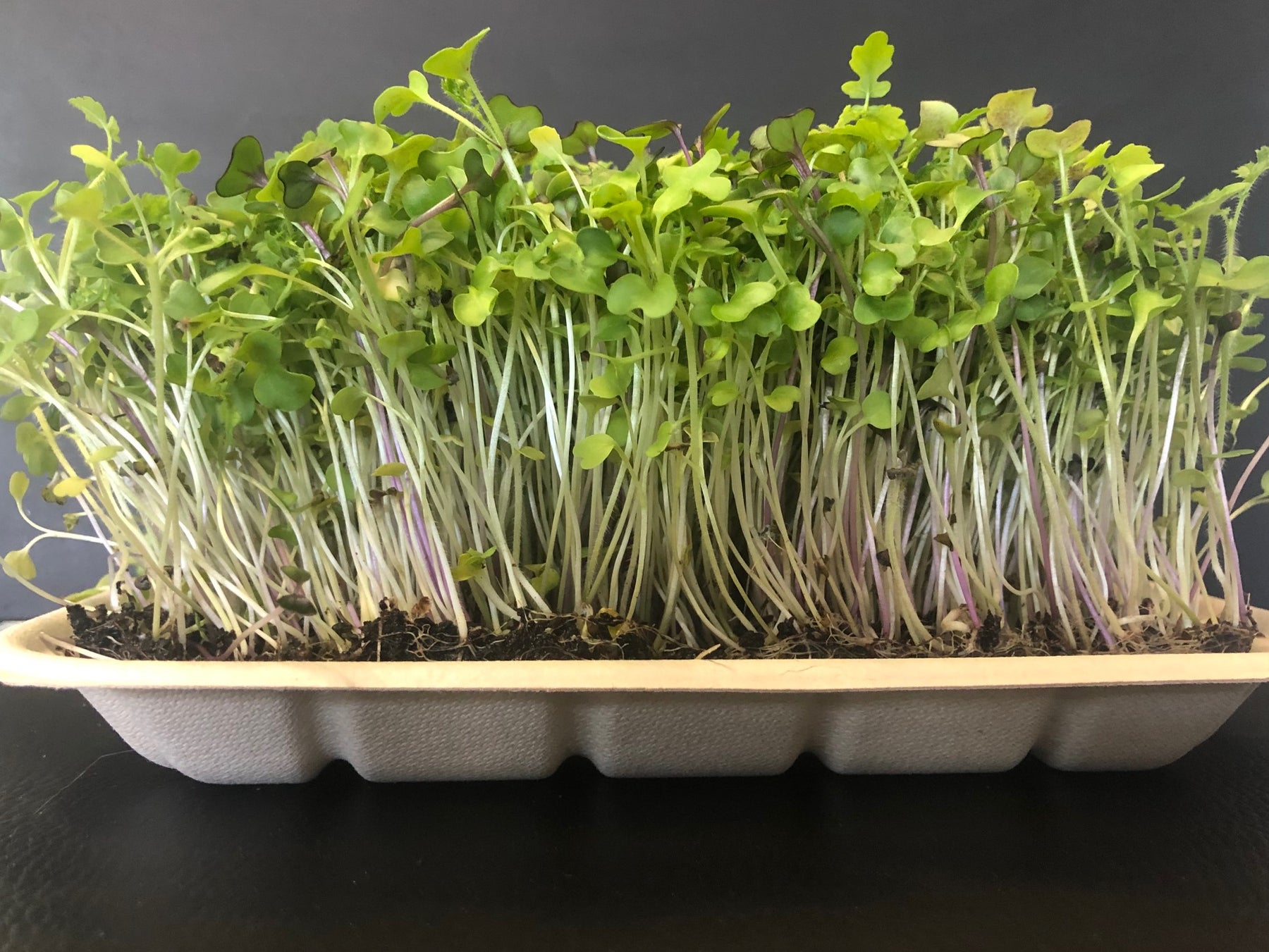 Spicy Mix Microgreens – Valley Microgreens