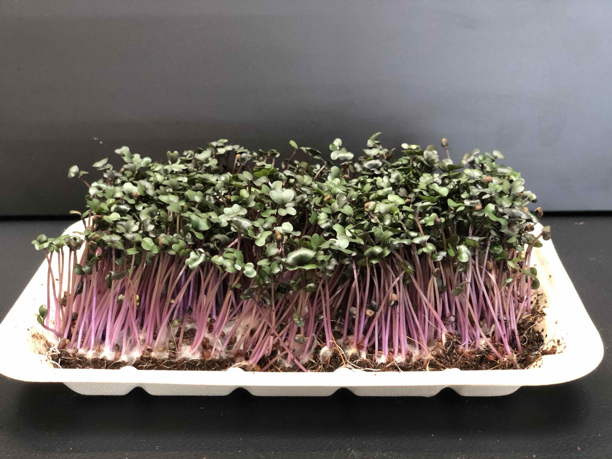 Red Radish – Valley Microgreens